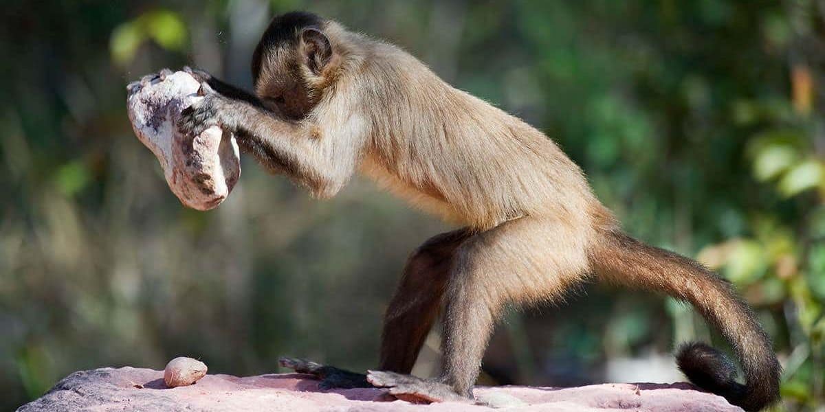 How to escape the data monkey trap to leverage analytics